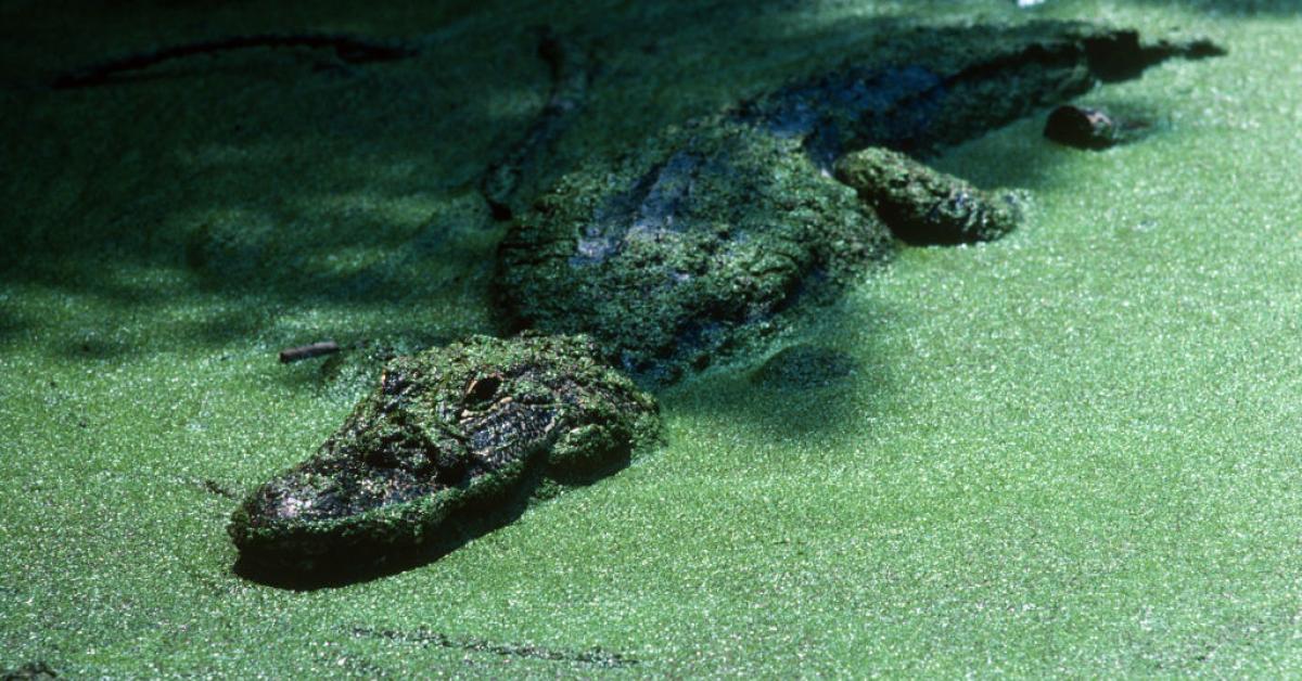 Alligator rumored to have been Hitler's dies in Moscow Zoo | Just The News