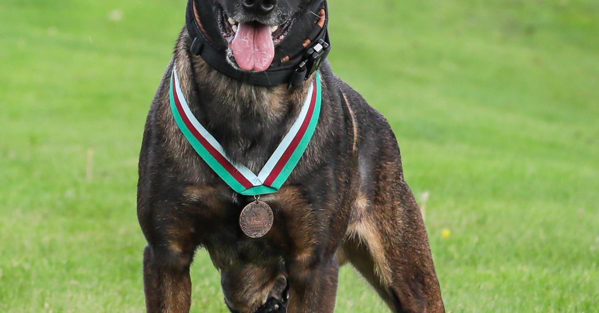 British hero dog saved by U.S. doctors is awarded medal for valor ...