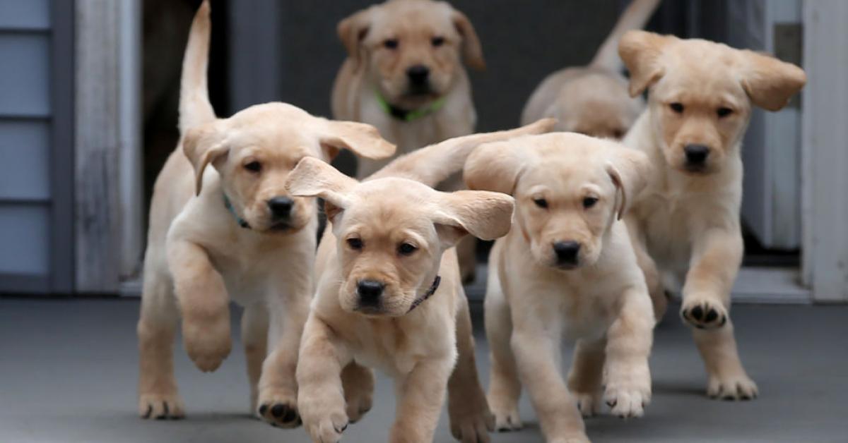 Study: Puppies are 'biologically prepared' to get along with humans ...