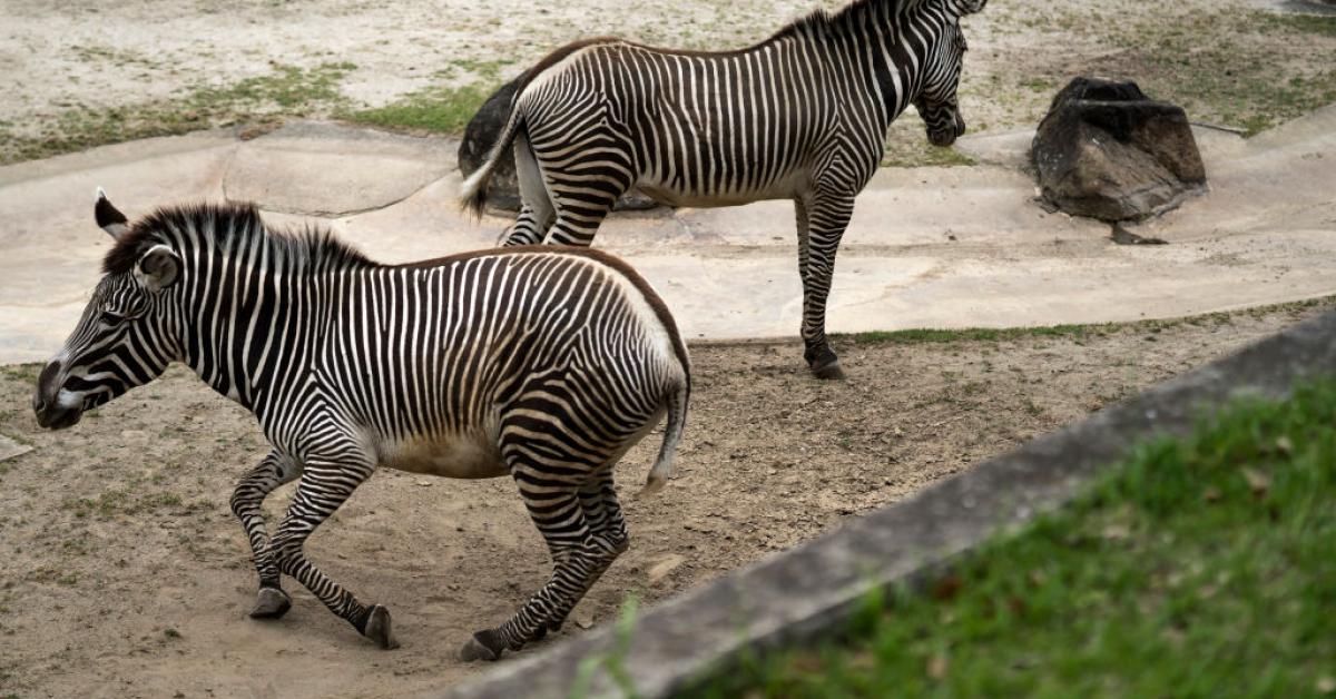 Missing Maryland zebra found dead in illegal snare trap, owner charged with animal cruelty ...