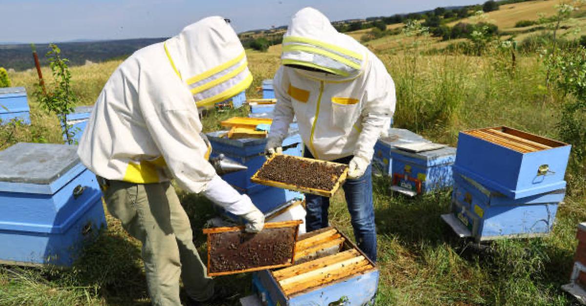 InnovaFeed building world's largest fly farm in Illinois | Just The News
