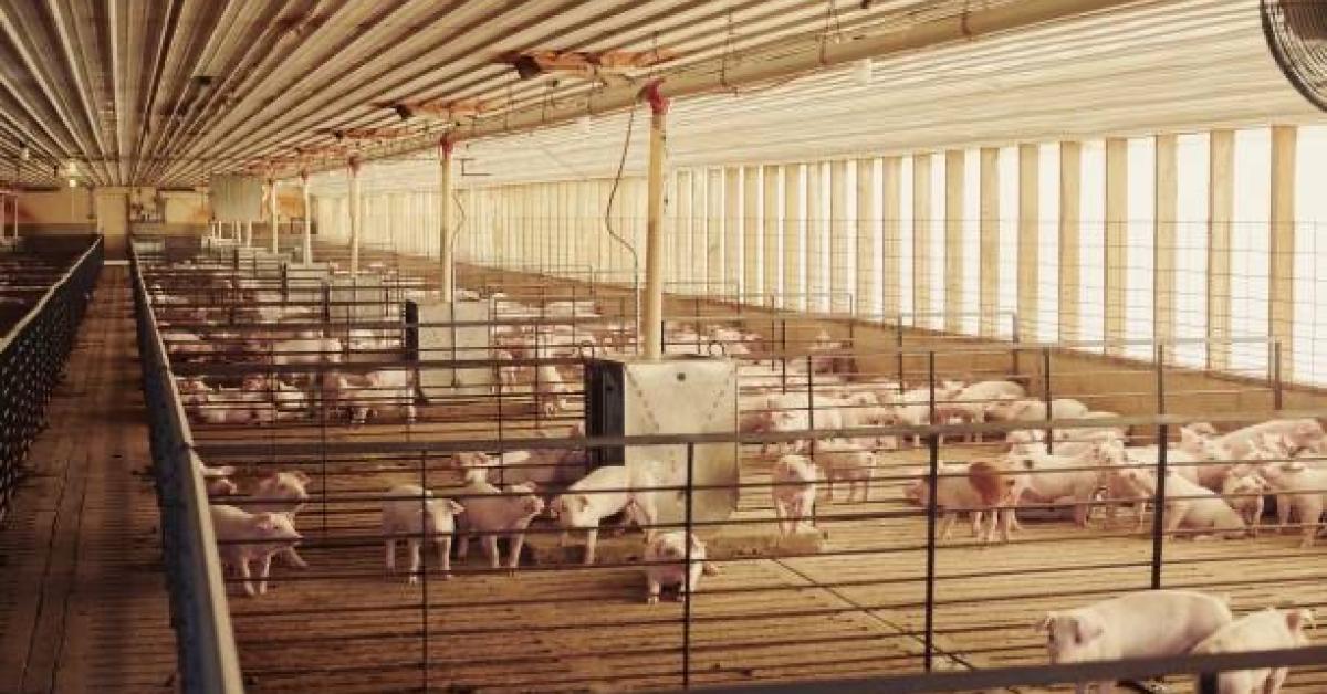 FARM - 26 states urge Supreme Court to reverse California's farm animal ...
