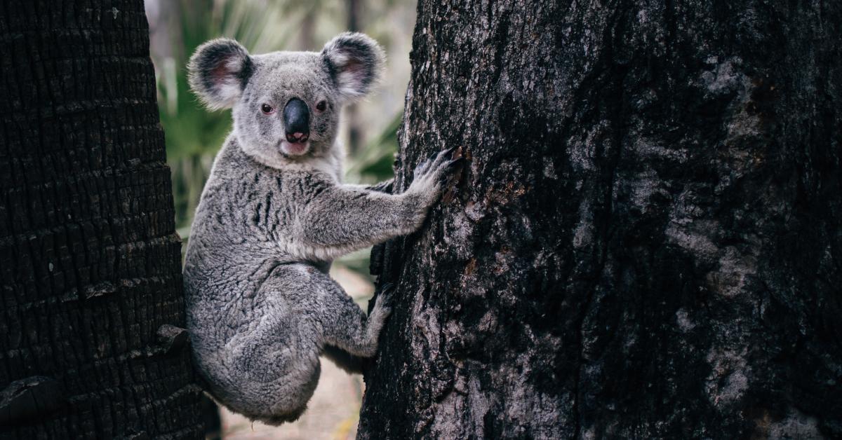 Australia says the koala is now endangered species | Just The News