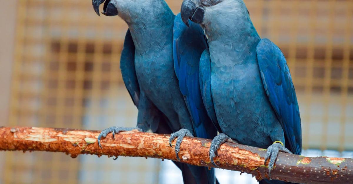 Scientists set to release ‘world’s rarest bird’ into the wild in hopes ...