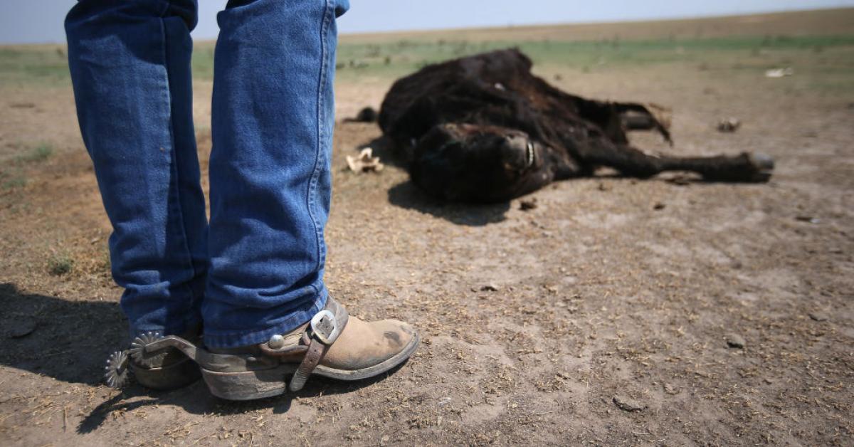Authorities say extreme heat responsible for wave of cattle deaths in ...