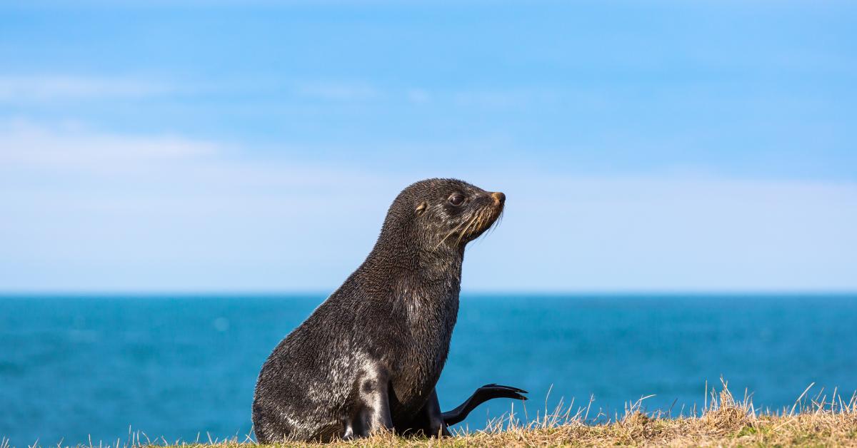 Endangered seal swims up to Israeli beach to 'simply rest' a few days ...