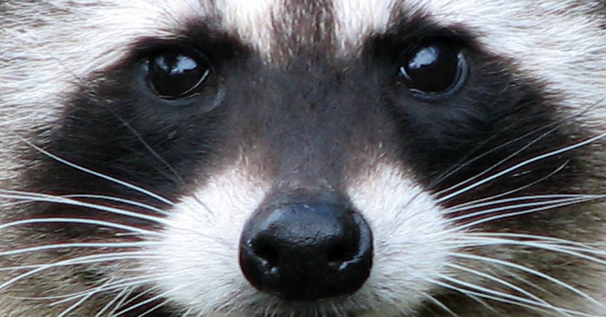 USDA scattering fish-flavored rabies vaccines throughout eastern US to ...