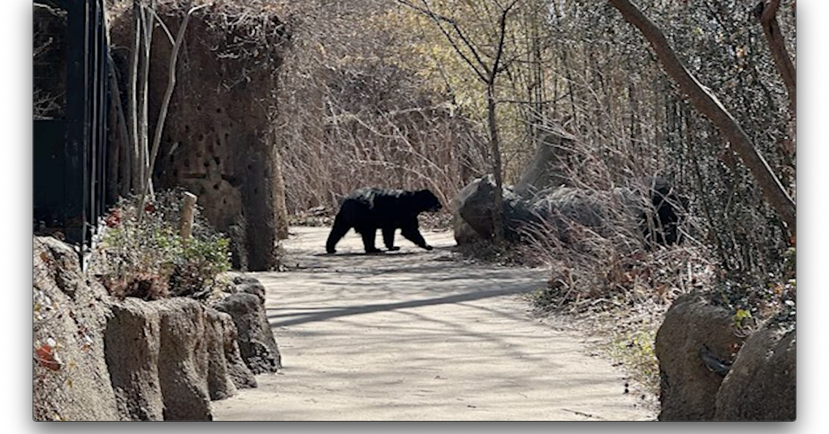 St. Louis Zoo’s bear escapes for the third time | Just The News