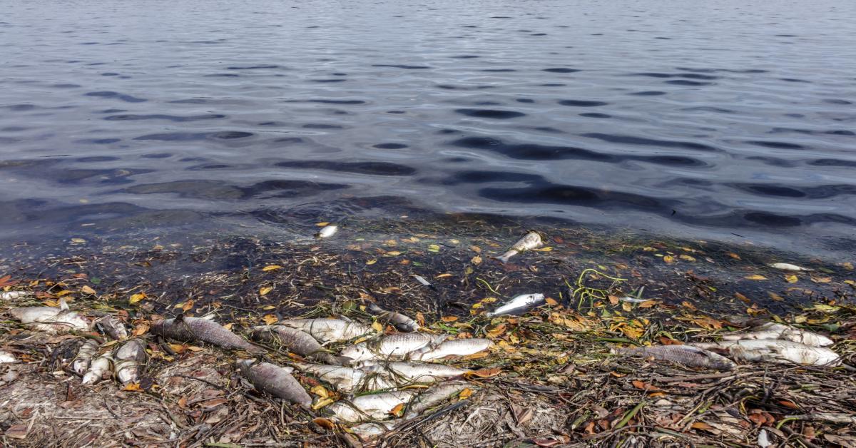 Toxic red tide hits Florida beaches ahead of spring break | Just The News