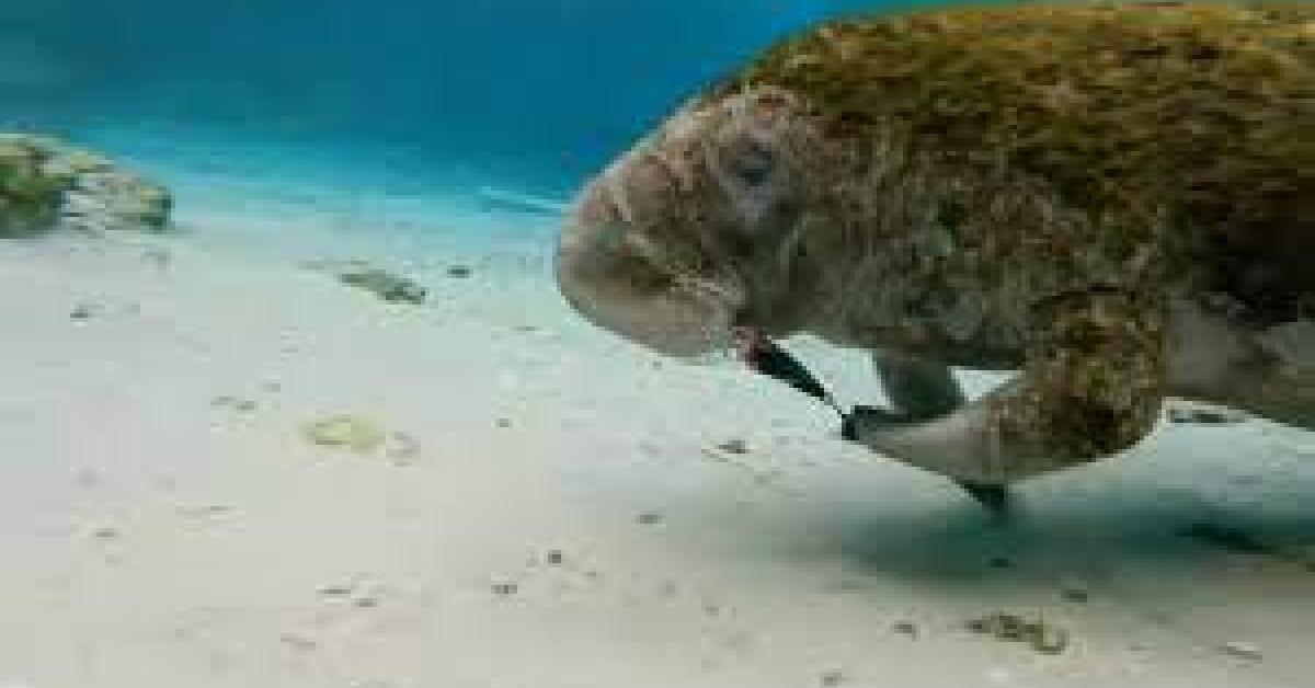 Florida manatee rescued with tangled fin, fishing lure stuck to face ...