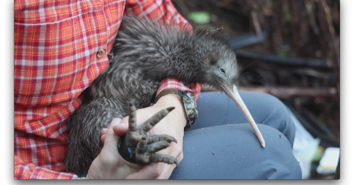 New Zealand ramps up efforts to save its national bird, the Kiwi | Just ...