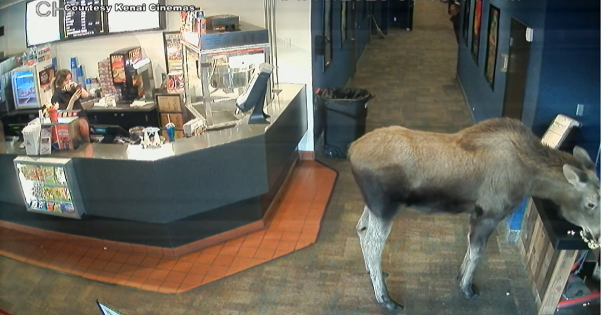 Moose discovers snacks in Alaska cinema | Just The News