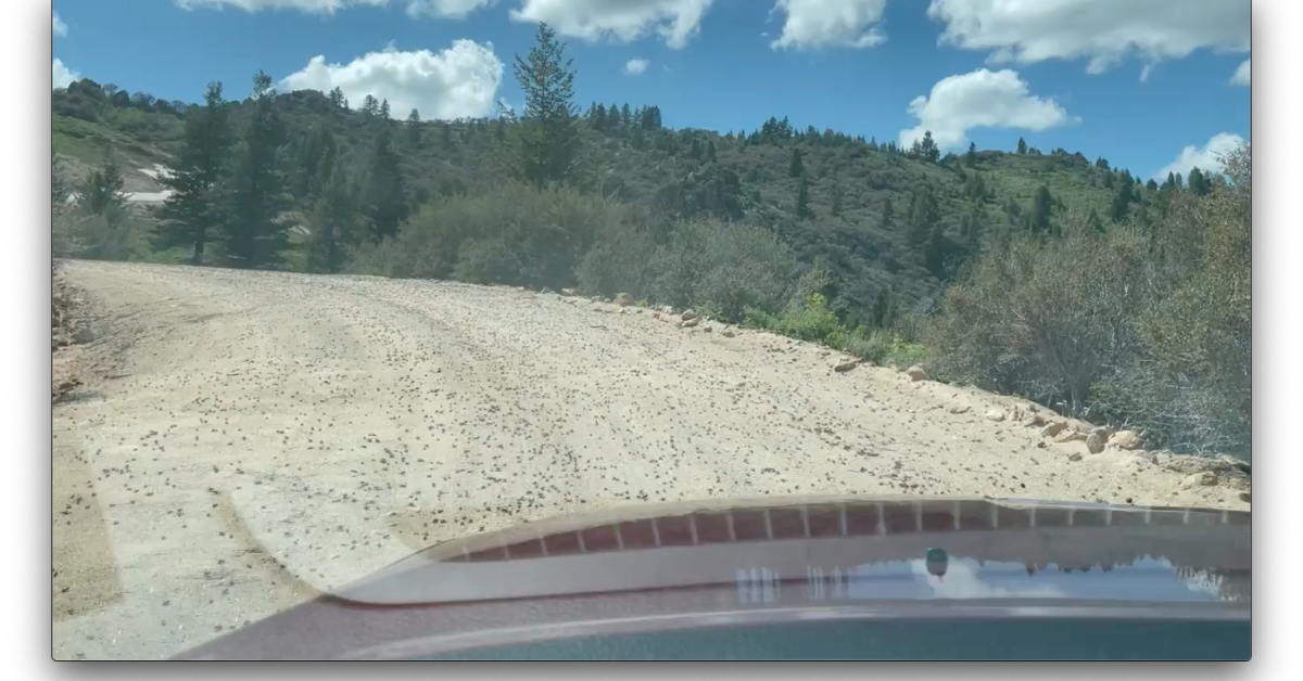 Mormon crickets take over Idaho road | Just The News