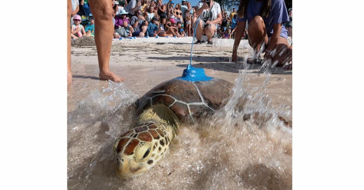 Tour de Turtles takes over Florida Keys | Just The News