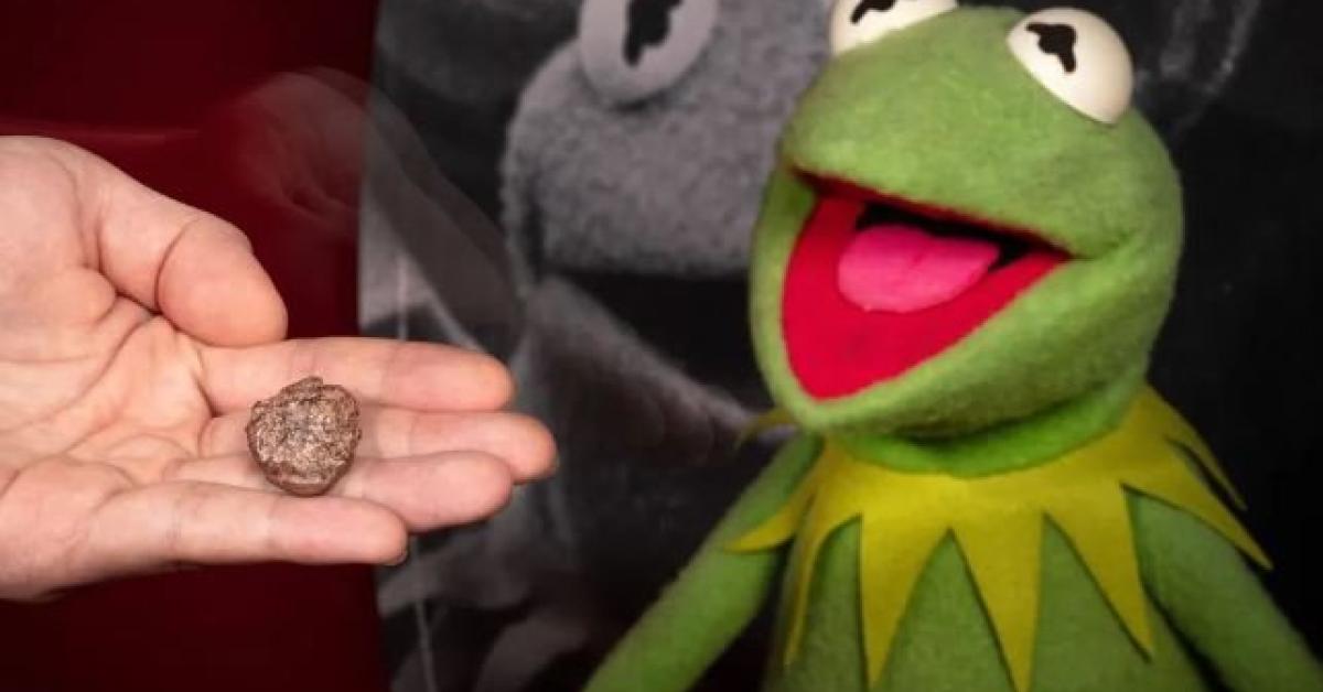 Kermit the Frog immortalized by an ancient amphibian fossil | Just The News