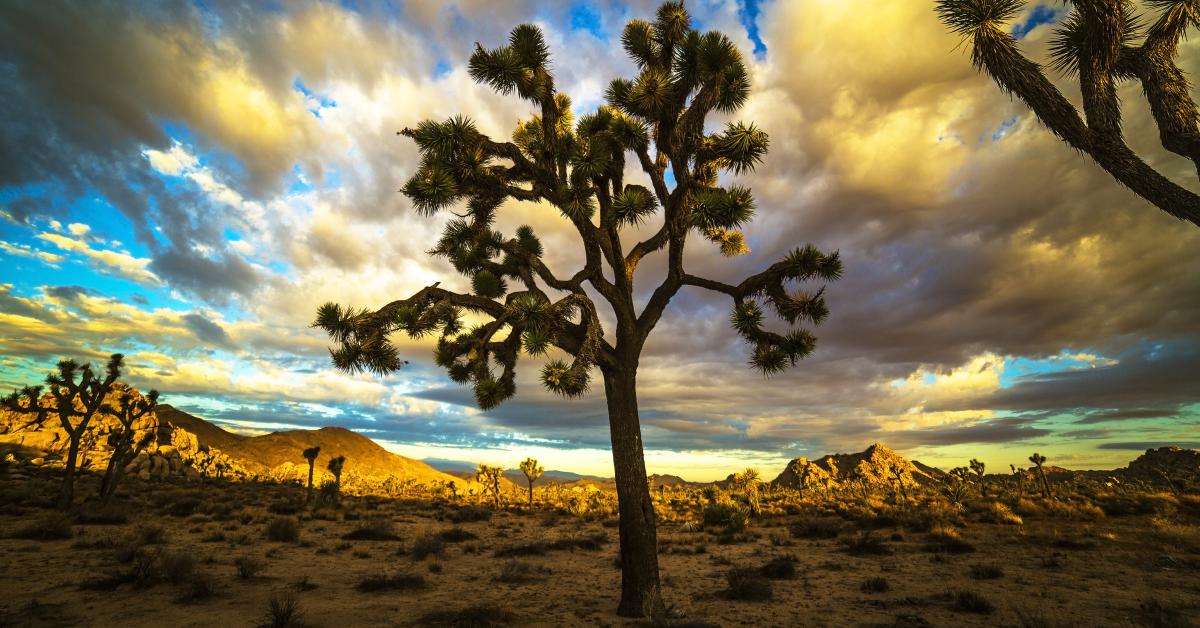 Joshua trees growing for over 100 years will be cleared for solar farm ...