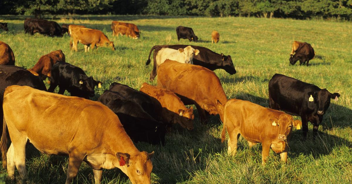 Demonized as contributing to climate change, cattle may actually ...