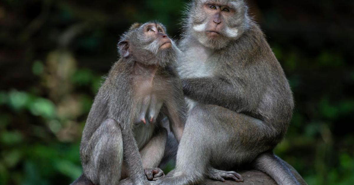 Dozens of young monkeys escape from South Carolina research center ...