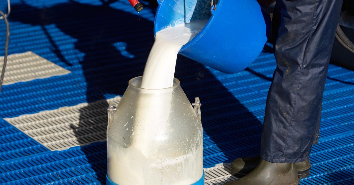 Safety of raw milk, a conservative food fav, is center stage in Trump's ...