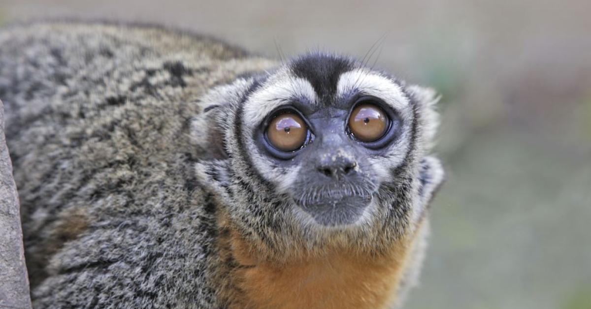 Navy infecting 'at-risk' monkeys with lethal pathogens after CDC ...