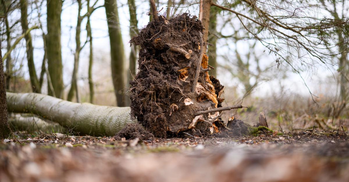 Two adults and one infant killed by falling tree during Easter egg hunt ...